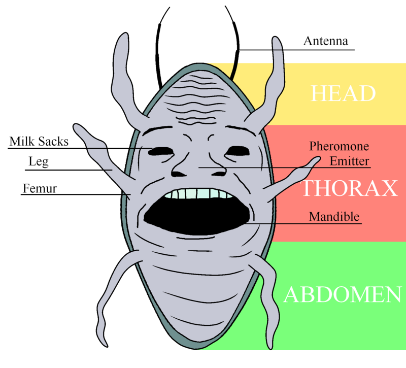 Cheetle - The Soysylum